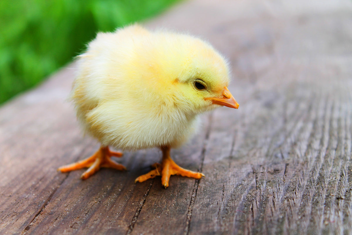 Gallina gialla, caratteristiche e curiosità di questa razza pregiata ...
